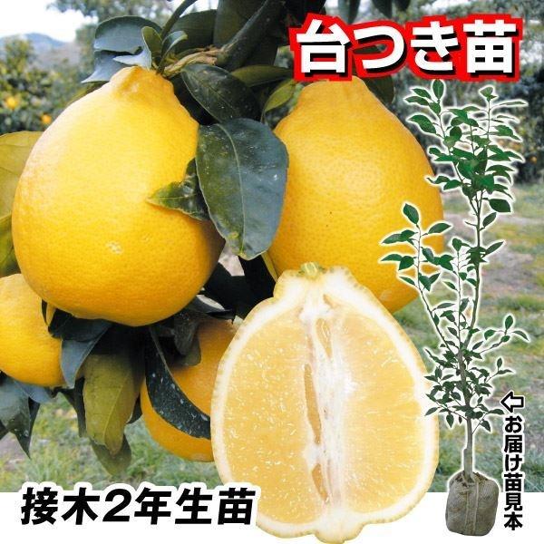 ●商品情報:レモンの大病「かいよう病」に強いレモン。酸味は他のレモンより少なく、まろやかな味わいで加工に便利!  果皮も薄く手でもむくことができ、種も少なめです。果重約200gと大玉。枝のトゲも少なく、豊産性で育てやすい。リスボンレモン×日...