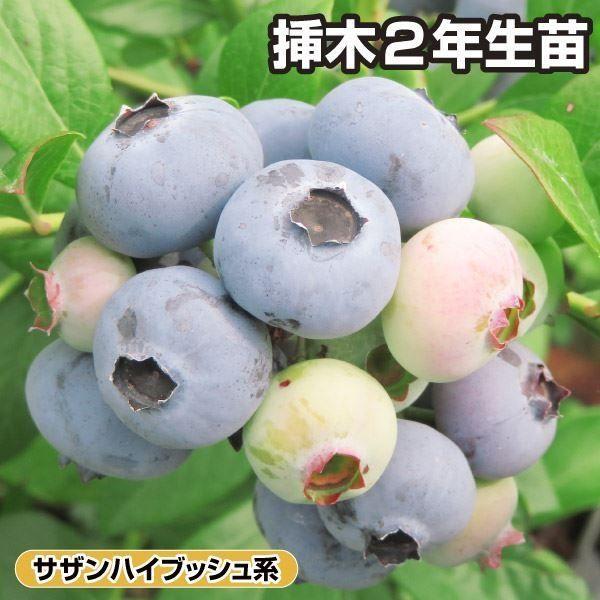 ●商品情報：美味しい大粒で豊産性ブルーベリー。早生・半直立性。●お届け状態：挿木2年生ポット苗●分類：落葉〜半常緑樹●系統：サザンハイブッシュ系●生長後の樹高(約)：1〜1.5m●収穫期(約)：6月●日照：日なた〜半日陰●耐寒性：：強/寒冷...