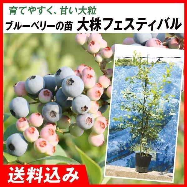 ●商品情報翌春収穫予定の大株ブルーベリーの苗。風味良く甘い大粒。樹勢強く栽培容易。直立性。晩生。●お届け状態挿木4〜5年生21cmポット苗(樹高約80〜100cm)●分類落葉〜半常緑樹●収穫期(約)7〜9月●生長後の樹高(約)1.5〜2m●...