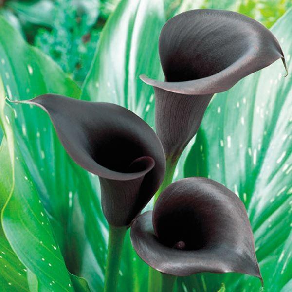 ●学名・英名：Zantedeschia●商品情報：すらりとした花形で、切花でも人気が高いカラー。サトイモ科。主に南アフリカが原産。●お届け状態：球根(球周約14cm)●開花期(約)：6月●草丈(約)：30〜50cm●日照：日当たり・半日陰●...