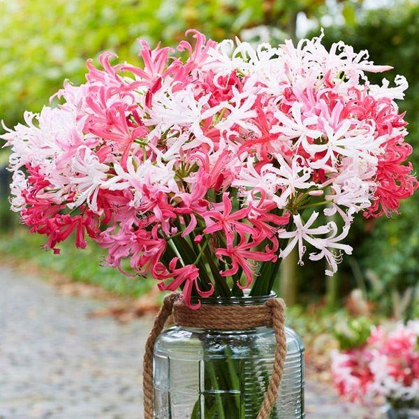 ●学名・英名：Nerine bowdenii ●商品情報：キラキラ輝く花弁が魅力的で、花もちの良さも抜群なので、切花に大人気!! 夏植え種のネリネ・サルニエンシスより遅く咲くが、より大型になる春植えネリネ。一番ポピュラーなネリネ。ヒガンバナ...