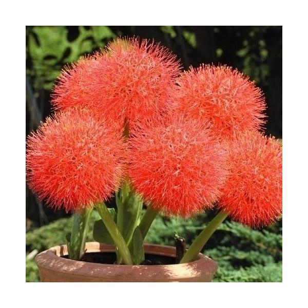 ●学名・英名：Scadoxus Multiflorus●商品情報：赤く直径15〜20cmのまん丸な球状に咲く花姿から「線香花火」「ファイアボールリリー」といった別名があるハエマンサス。インパクト抜群! ヒガンバナ科。原産地は熱帯アフリカや南...