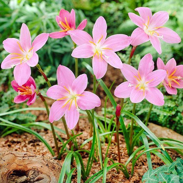 ●学名・英名：Habranthus Robustus●商品情報：桃色から白色へと花色が変化。ハブランサスは栽培簡単で、放任栽培も可能なので初心者にもオススメです。ヒガンバナ科。●お届け状態：球根●開花期(約)：6-9月●草丈(約)：10-3...