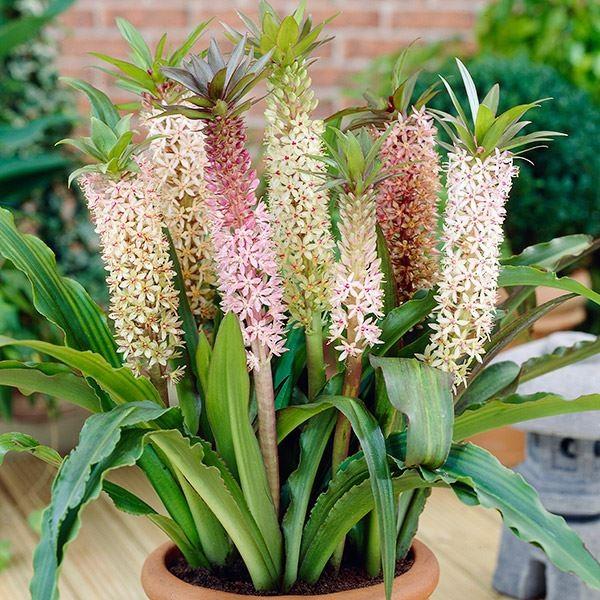●学名・英名：Eucomis comosa●商品情報：ユーコミスはそのユニークな花姿から「パイナップルリリー」とも呼ばれています。性質が強く栽培容易で、数年植えっぱなしも可能。キジカクシ科●お届け状態：球根●開花期(約)：6-7月●草丈(約...