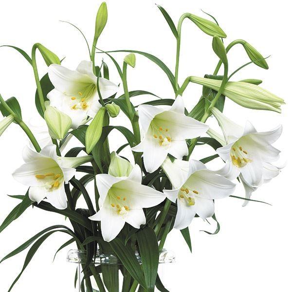 ●商品情報：6月に植えて8月頃に咲くように冷凍処理を施したゆりの球根。お盆シーズンの切花に!●お届け状態：球根(開花見込み)●草丈(約)：50-100cm●開花時期(約)：8月頃※開花調整を行っておりますが、栽培環境により開花時期が前後する...