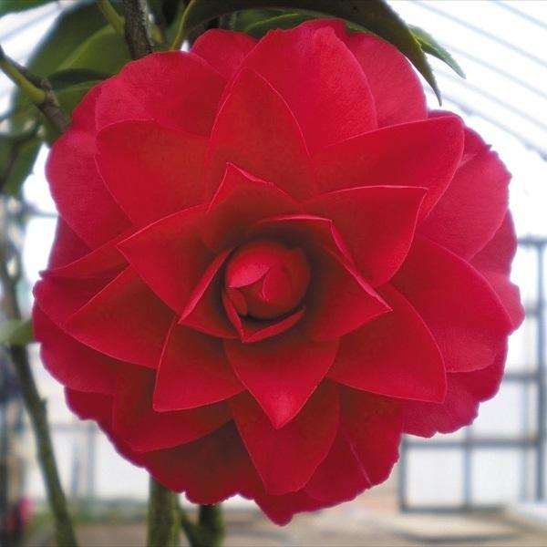 ●商品情報：紅花の中輪千重咲。津川絞りの枝変わり。●お届け状態：挿木12cmポット苗●分類：常緑樹●日照条件：日なた(幼木時は半日陰で管理)●栽培適地：庭・鉢・切花