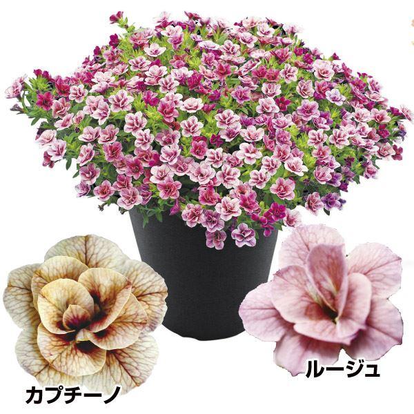 セット内容カプチーノルージュ各2株●商品情報：大人気カリブラコアのティフォシーアンティークシリーズ! アンティーク調の花色は、落ち着いた色味が寄せ植えの良いアクセントに。 乾燥に強く、比較的暑さ寒さにも強いので、育てやすいです。   ●お届...