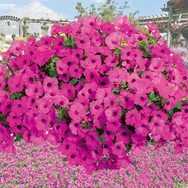 ●商品情報：日本の真夏の試験を乗り越えたペチュニアの中の優秀品種「スーパーチュニアR」シリーズから新登場の新色!!1株で直径60〜80cmにまで広がる! 暑さや蒸れに強く傷みにくく、たとえ傷んでも驚異の回復力で元通りに。摘芯なしでも分枝する...