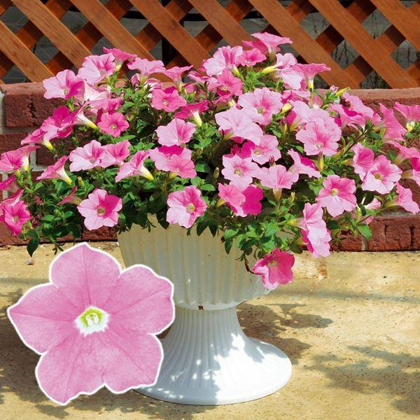 ●商品情報：ほふく性で分枝よく、乱れることなく咲き誇るペチュニア。病害虫に強く、雨や高温にも強いので育てやすい！多数の受賞歴を持つ優秀品種。   ●お届け状態：ポット苗   ●分類：多年草   ●開花期：4〜10月   ●草丈：20〜30c...