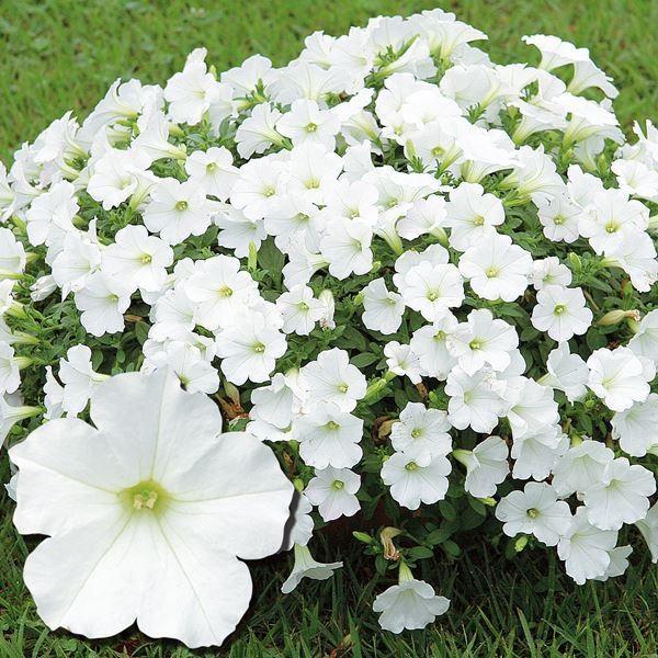 ●商品情報：ほふく性で分枝よく、乱れることなく咲き誇るペチュニア。病害虫に強く、雨や高温にも強いので育てやすい！多数の受賞歴を持つ優秀品種。   ●お届け状態：ポット苗   ●分類：多年草   ●開花期：4〜10月   ●草丈：20〜30c...