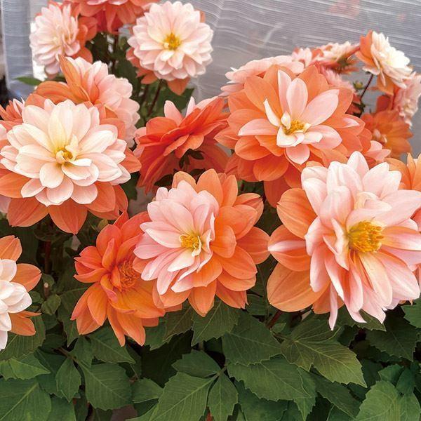 ●商品情報：オレンジとホワイトの2色が入り混じるバイカラー!花ごとに2色の割合が変わり、単色で開花することも。耐暑性あり、日本の夏にも耐えられます。   ●お届け状態：9cmポット苗   ●分類：多年草   ●草丈：40〜50cm   ●開...