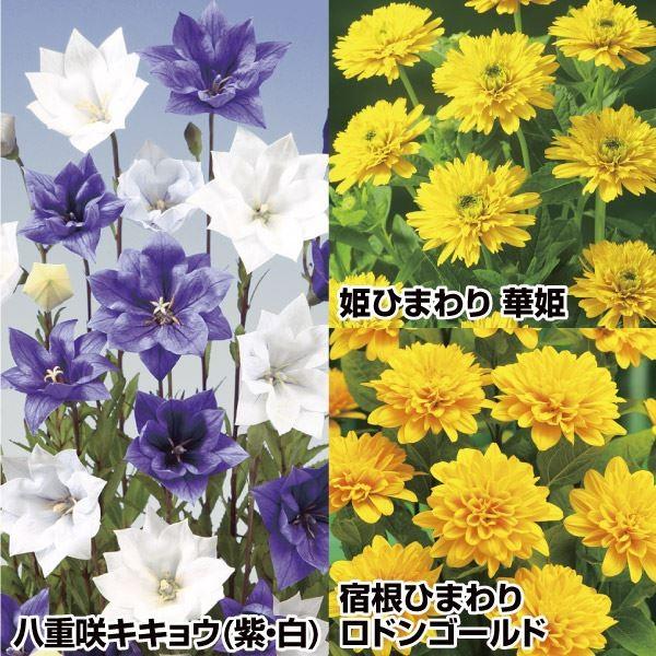 セット内容八重咲きキキョウ 紫花 1株八重咲きキキョウ 白花 1株宿根ヒマワリ ロドンゴールド 1株姫ひまわり 華姫 1株   ●商品情報：初夏に開花する切花向きの花苗のお得なセット!!   ●お届け状態：ポット苗   ●開花期：キキョウ・...