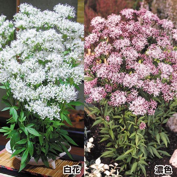 セット内容白花フジバカマ濃色フジバカマ   ●商品情報：秋の七草のひとつとして親しまれ、趣ある雰囲気が魅力のフジバカマ!!   ●お届け状態：9cmポット苗   ●分類：多年草   ●開花期：8〜9月   ●草丈：60〜120cm   ●日...