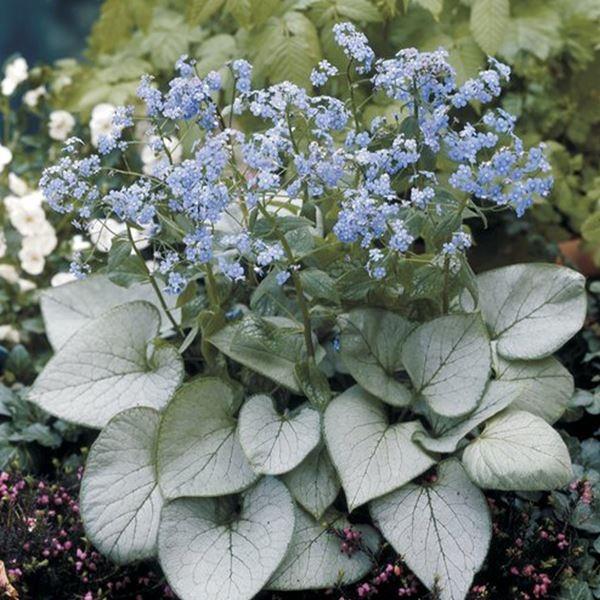 ●商品情報：まるで光っているかのような銀葉が美しい。   ●お届け状態：ポット苗   ●分類：多年草   ●開花期：5〜7月   ●草丈：30〜40cm   ●日照：半日陰   ●耐寒性：強   ●用途：庭・鉢