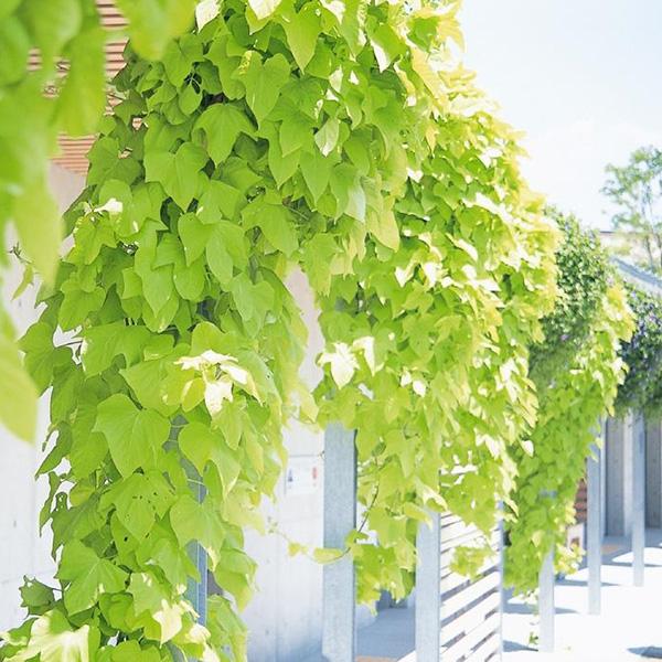 ●商品情報：暑さや乾燥に強く、日なたでも日焼けしない耐暑性抜群のカラーリーフ！生育旺盛であっという間に被覆し、雑草への光を遮ります！明るい葉色はお庭に涼しさをもたらし、グリーンカーテンなどにおすすめです。   ●お届け状態：ポット苗   ●...