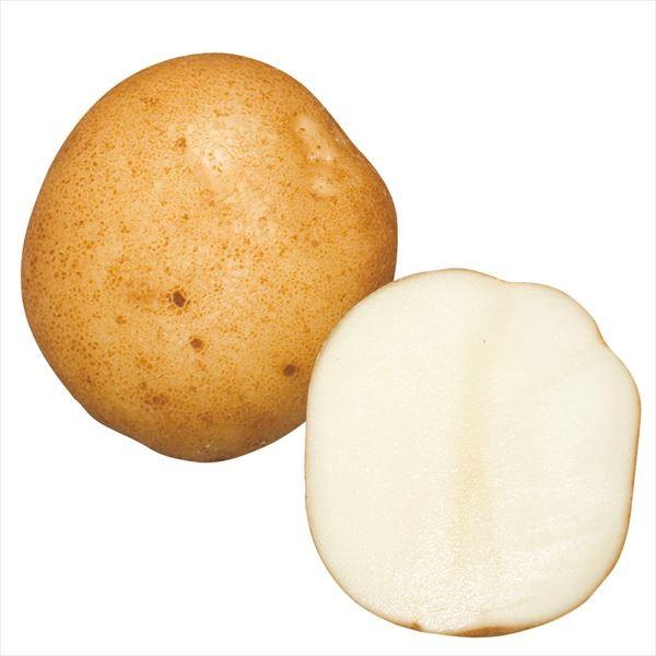●商品情報：ポテトチップ用に改良して生まれた品種。油で揚げても変色しづらく、油を使った料理に抜群に合う!!●お届け状態：種イモ●早晩性：早生●皮の色：褐色皮●身の色：白肉●肉質：やや粉質●日照：日なた●栽培適地：畑●備考：※「海外持出禁止（...