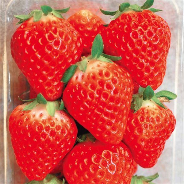 ●商品情報：露地栽培向けなので、家庭菜園にぴったりのイチゴです。露地栽培向きの代表格「宝交早生」より甘くて大粒!草勢も強く、草丈約４０ｃｍと大株に育ちます。果肉まで赤いのでジャムやジュースなどにしても美しく楽しめます。●お届け状態：ポット苗...