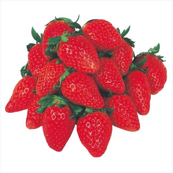 ●商品情報：全国で人気の美味イチゴ!最高糖度15度で、酸味が少ないため甘味が際立ちます。1粒最大50gの大粒。●お届け状態：ポット苗●分類：多年草●収穫期(約)：5〜6月●草丈(約)：15〜30cm●日照：日なた●耐寒性：強/寒冷地でも地植...