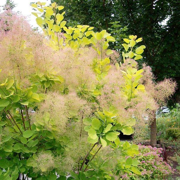 ●商品情報：爽やかなライムグリーンの葉色が珍しいスモークツリーです。春のライムグリーンから次第にライムゴールドへと葉色が変化し、秋にはオレンジ色から赤色に紅葉します。登録名：アンコット●お届け状態：挿木2年生12cmポット苗●分類：落葉樹●...