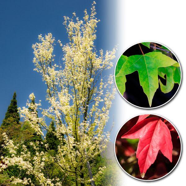 ●商品情報：春の新芽のピンク色から白→黄色→黄緑色そして秋には赤色へと紅葉し、その名の通り葉色の移り変わりが見事なカエデです。七色に変化する葉色は見応え抜群でシンボルツリーにおすすめ！トウカエデの改良品種です。●お届け状態：12cmポット苗...