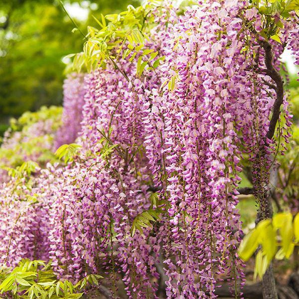 ●商品情報：ノダフジ系統で、花穂は約20〜30cmほど垂れ下がり優美な咲き姿が美しい！強健で育てやすい。●お届け状態：15cmポット苗●分類：落葉樹●開花期：4〜6月●成長後の樹高(約)：3〜10m●日照：日なた●耐寒性：強●用途：庭・鉢・切花