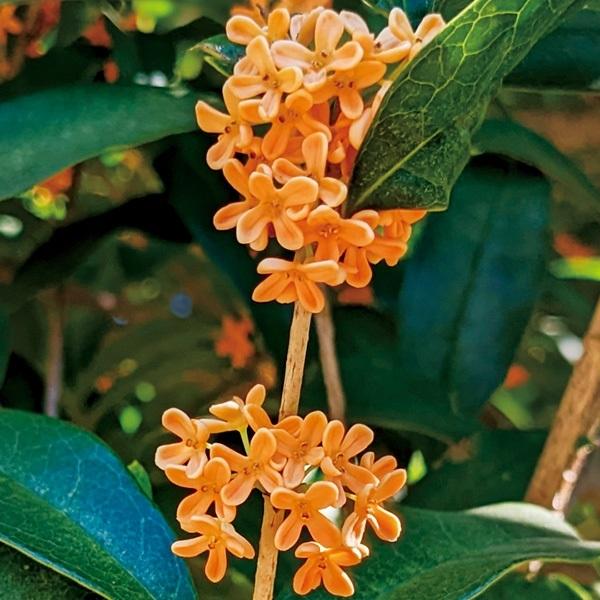 ●商品情報：濃厚な香りで大人気の庭園樹！常緑なので、生垣にも最適！●お届け状態：12cmポット苗●分類：常緑樹●開花期：10月●生長後の樹高(約)：3〜6m●日照：日なた●耐寒性：中●用途：庭（暖地）・鉢・切花