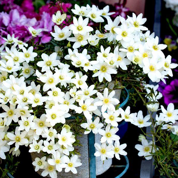 ●商品情報：花つき抜群で、花弁は白く、花芯は濃い黄色で爽やかな印象をあたえます。常緑性のため観葉植物にも！   ●お届け状態：10.5cmポット苗   ●分類：多年草   ●開花期：4〜5月   ●草丈：0.5〜1m   ●日照：半日陰  ...