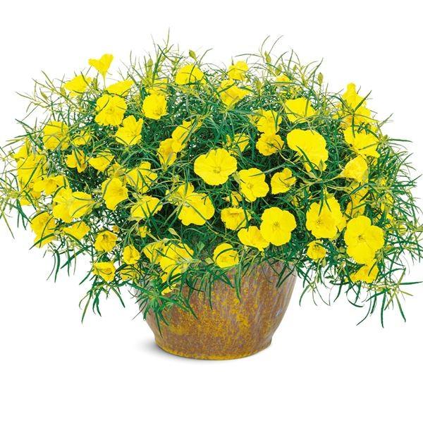 ●商品情報：カリロファスはアメリカのテキサス原産。耐暑性が極めて強く、日本の猛暑の中でも美しい黄色いお花を咲かせます。   ●お届け状態：9cmポット苗   ●分類：多年草   ●開花期：春〜晩秋   ●草丈：10〜20cm   ●日照：日...