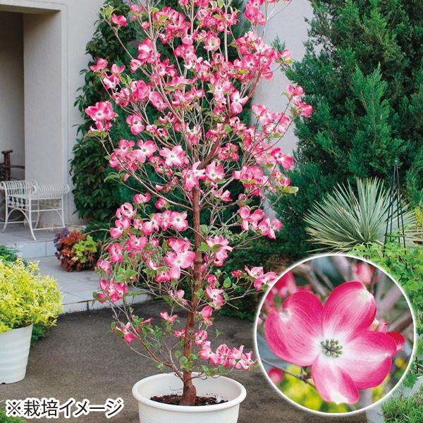 ●商品情報：濃紅色の遅咲きの中輪花。多花性で樹形がコンパクトにまとまりやすく、シンボルツリーにぴったりのハナミズキです。秋には葉っぱが紅葉し、四季を感じられます。●お届け状態：挿木2年生12cmポット苗●分類：落葉樹●花期(約)：4〜5月●...