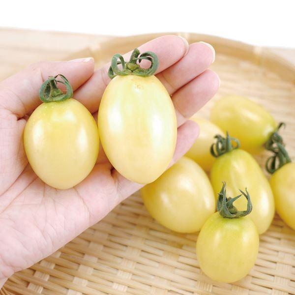 ●商品情報：白い貴婦人！　白皮が目を惹く極上のミニトマト。やや大きめの実は旨さと食べ応えを兼ね備え、酸味をほぼ感じない極上の甘味が舌を楽しませてくれます。糖度10度前後、花数が非常に多く収量性に優れ、複合耐病性を持つので育てやすい！●ミニト...