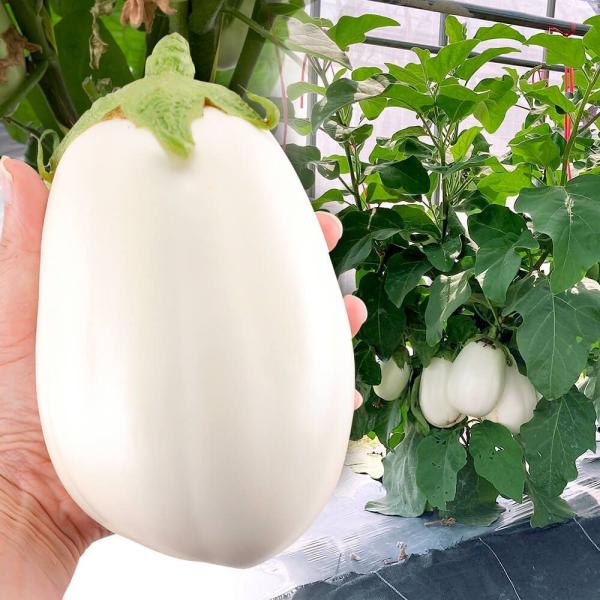 ●商品情報：なめらか絶品！ 純白滑らかで光沢があり、ずんぐりとした大きな美白ナス。加熱するととろ〜り柔らかくなり、とろける旨さ！ 米ナスのなかでも花数多く、たくさん果実がとれます。トゲが少ない。●果重（約）：200〜300g●果長（約）：1...