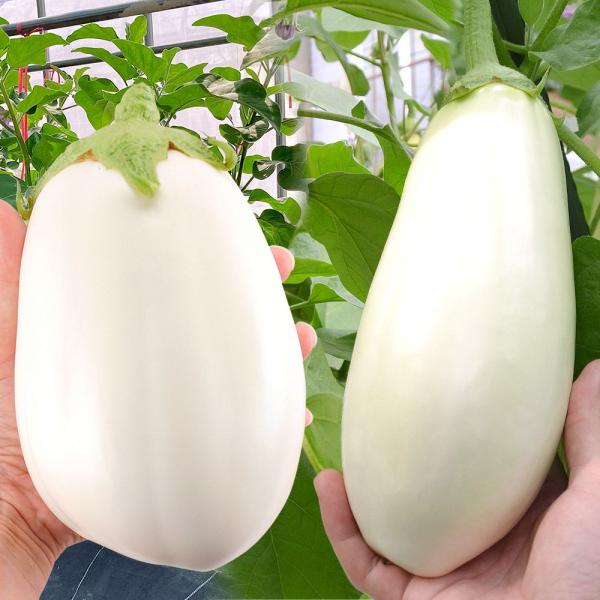 ●セット内容接木野菜苗 白ナス 接木F1とろーり旨なすR 2株接木野菜苗 白ナス 接木F1シルクボーイ 2株