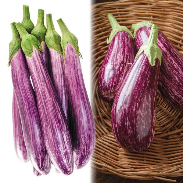 ●セット内容接木野菜苗 縞ナス 接木F1エレガントレディ 2株接木野菜苗 縞ナス 接木F1とげなし縞なす 2株