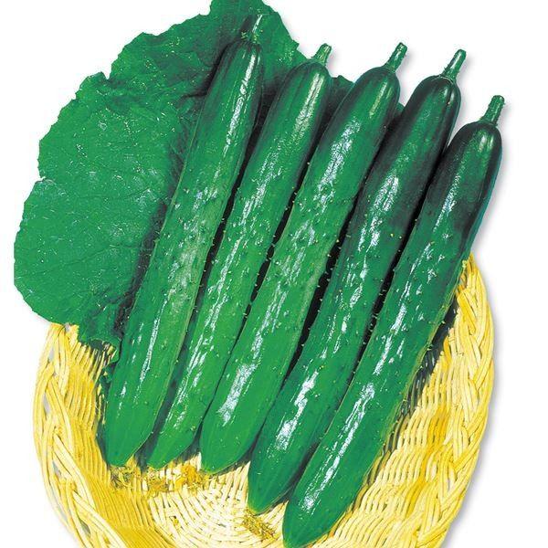 ●商品情報：作りやすくて旨い！高温期でも色ツヤ良く、照りのある濃緑果。主枝・側枝共に節成性が強い。耐病性も高く栽培容易。●果重（約）：100g●果長（約）：21〜22cm●お届け状態：接木9cmポット苗●備考：※接木苗、特にウリ科植物(ゴー...