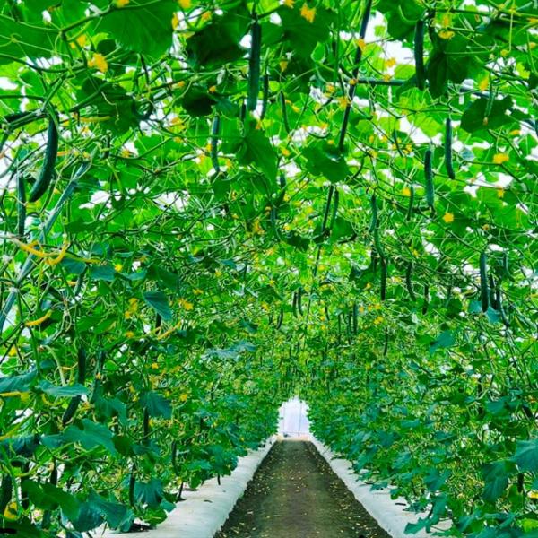 ●商品情報：スタミナ抜群で秋まで長く収穫！ 草勢良くスタミナ抜群で、秋まで長く収穫できる豊産性。アーチ仕立てにして、キュウリがたくさんぶら下がる姿は壮観で、誰でも簡単に「キュウリのカーテン」が作れます。果揃いも良く秀品率も高い優秀品種。●果...