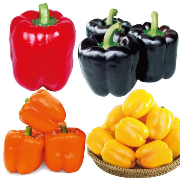 ●セット内容接木野菜苗 パプリカ 接木F1ゴールデンスター 1株接木野菜苗 パプリカ 接木F1スカーレットスター 1株接木野菜苗 パプリカ 接木F1オレンジスター 1株接木野菜苗 パプリカ F1ブラックスター 1株