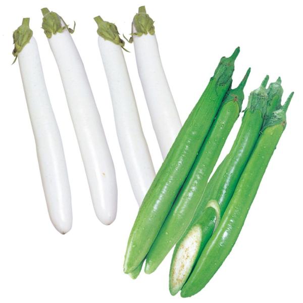 ●セット内容実生野菜苗 細長ナス F1太刀みどり 4株実生野菜苗 細長ナス F1白茄子 4株