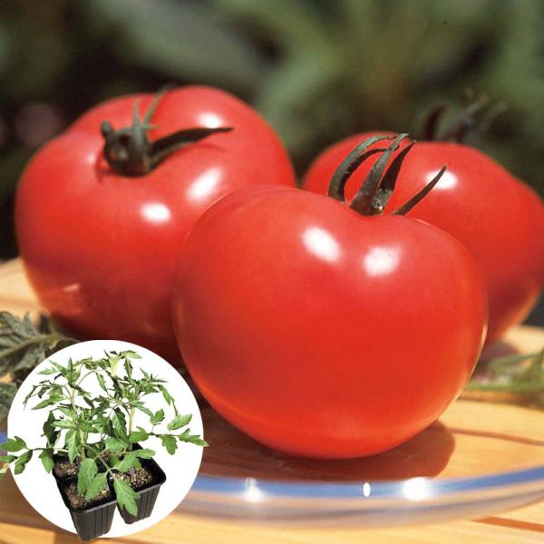 ●商品情報：株にスタミナがあるので長く収穫できます。硬玉で肉質良い実なので日もち性がよく、完熟させてから収穫できる！ 葉カビ病、斑点病に強い品種です。 ●果重（約）：220g●お届け状態： 接木4連ポット（1ポットあたり4株入）　※4連ポッ...