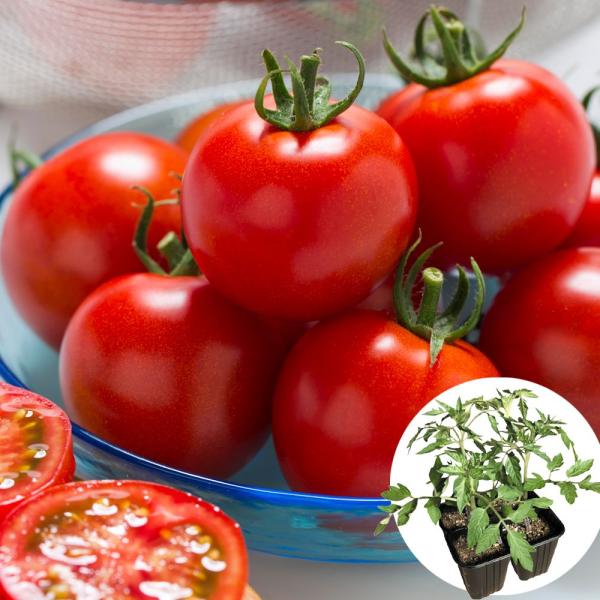 ●商品情報：果肉は滑らかで弾力性があり、食感の良い品種。糖度7〜8度で、果皮は薄くて口に残りにくい。裂果が少なく、葉カビ病に強い。（農林水産省登録品種 登録名：タキイミディ195） ●果重（約）：40〜50g●お届け状態： 接木4連ポット（...