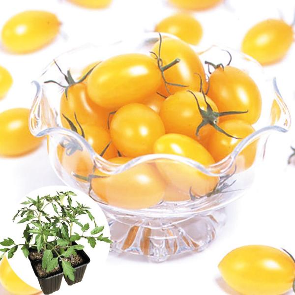 ●商品情報：肉厚でゼリー部分が少なく甘味が強く美味！ トマト特有の香りが少ないため、フルーツ感覚で楽しめます。育てやすさも抜群！●果重（約）：18〜25g●お届け状態： 接木4連ポット（1ポットあたり4株入）　※4連ポット1個あたりの大きさ...