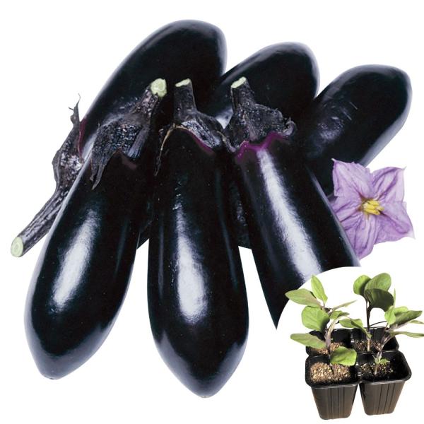 ●商品情報：広範囲な作型で最も定評のあるナスの代表品種。濃黒紫色でツヤのある果皮はやわらかく品質最高。果揃い満点で上物率も非常に高い。●果長（約）：18〜20cm●お届け状態： 接木4連ポット（1ポットあたり4株入）　※4連ポット1個あたり...