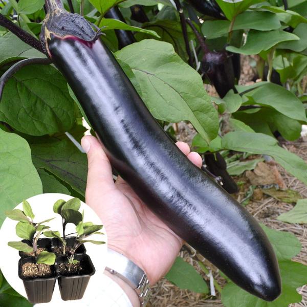 ●商品情報：ツヤある濃紫色で、果肉は厚くとろけるようにやわらかく、甘くて旨い！ 果長約35cm、太さ3.5〜4cmの立派なナスが、たくさん収穫できます。曲がり果の発生も少ない優良品種です。●果長（約）：35cm●お届け状態： 接木4連ポット...
