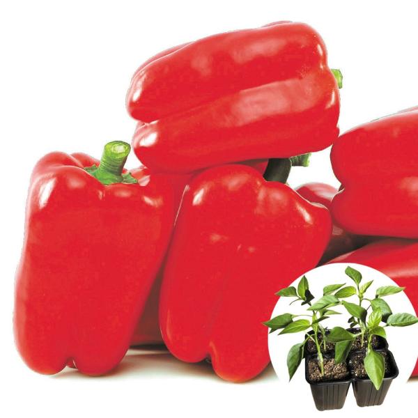 ●商品情報：大果で、約5mmの肉厚なベル形パプリカ。育てやすく、甘くて旨い！※赤色に着色するまで60日程度はかかります。●果重（約）：180g●お届け状態： 接木4連ポット（1ポットあたり4株入）　※4連ポット1個あたりの大きさ（約）：幅1...