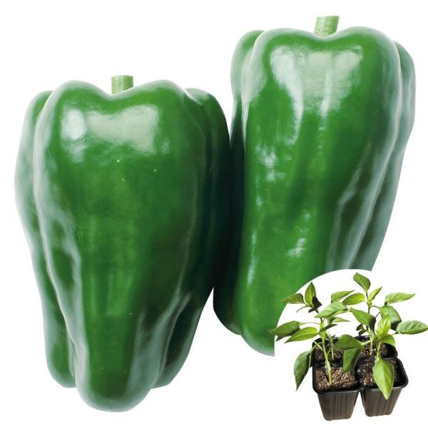 ●商品情報：肉厚でツヤがあり、揃い良い中型ピーマン。草勢が比較的強く耐暑性があり、分枝力が旺盛で多収！ 黒アザ果がほとんど発生しません。●果重（約）：30g●お届け状態： 接木4連ポット（1ポットあたり4株入）　※4連ポット1個あたりの大き...