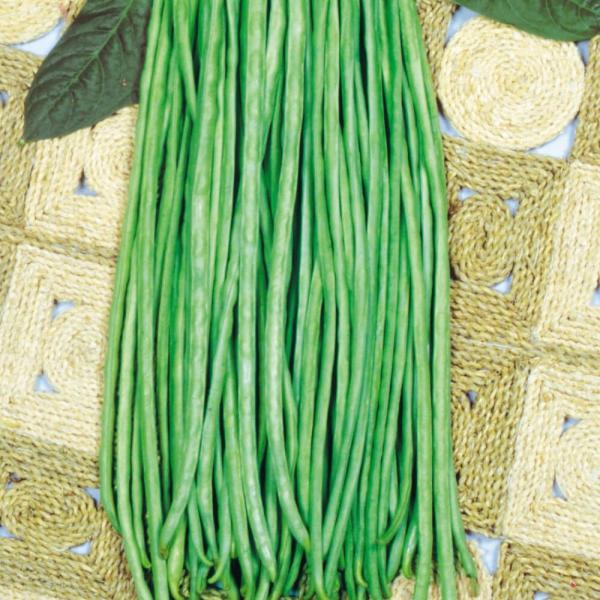 ●商品情報：草勢が強く、栽培容易！ 種皮の色が赤いので彩り鮮やか！●莢長（約）：60cm●つるの有無：つるあり●お届け状態：種子●入り数の目安：30mlあたり約75〜110粒※入り数は目安です。品種により差があります。●発芽適温：25〜30...