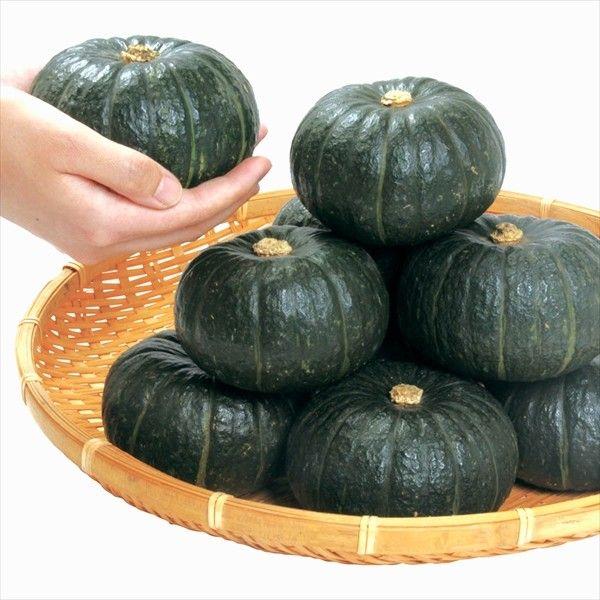 ●商品情報：揃い抜群！　雌花の着生が多く着果が安定し、1つるから4〜5果収穫でき、揃いも抜群！　濃黄色の鮮やかな果肉で、やや粉質でなめらかな食感で美味。●果重（約）：400g●開花から収穫までの日数（約）：40日●お届け状態：種子●入り数：...