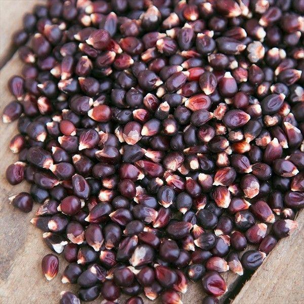 ●商品情報：ルーマニア原産の、とっても珍しい真っ黒なポップコーン用のトウモロコシ。収穫後しっかりと乾燥させて、粒をフライパンで加熱すれば、種がはじけて美味しいポップコーンに！●早晩性：晩生●播種から収穫までの日数（約）：90〜100日 ●お...