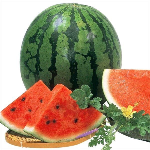 ●商品情報：家庭菜園向き大玉！スイカの王様。かつて国内シェアを独占していた歴史的な王道品種。環境適応力が高く、北海道から沖縄まで全国で栽培でき、収穫適期が長いので家庭菜園にピッタリ!　 香り豊かで美味。●果重（約）：7〜9kg（大玉）●糖度...