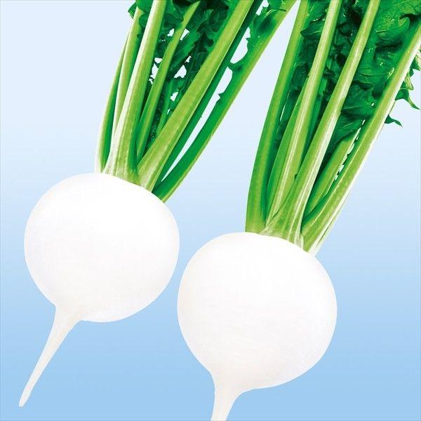 ●商品情報：小〜中カブまで美味!! 肉質緻密で柔らかく、甘味があり食味良好。根コブ病耐病性を持ち、玉揃いが極めて良い美麗カブ。ス入りも遅く、浅漬けにぴったり!!●根径（約）：9〜14cm●お届け状態：種子●入数の目安：10mlあたり約100...