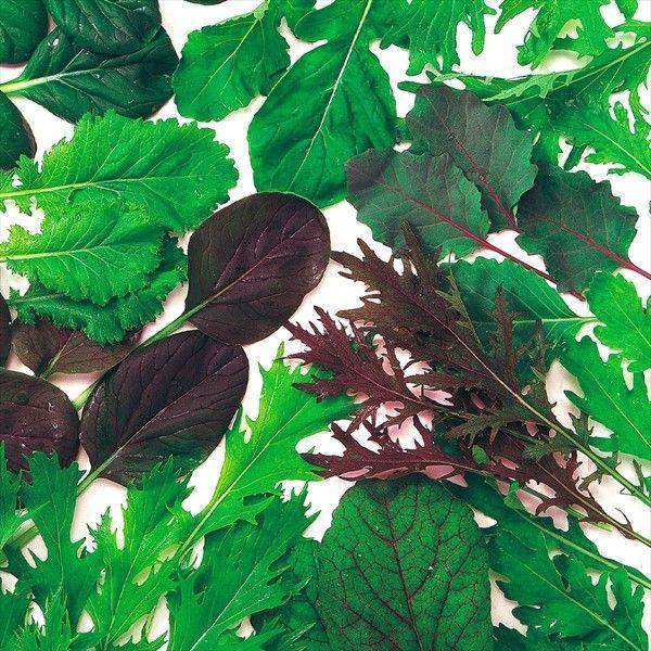 ●商品情報：好きなように組み合わせて自分だけのオリジナルベビーリーフＭＩＸを楽しもう！！ベビーリーフ用に最適な、赤・緑・黄色のカラフルな10種の葉物野菜ミックス。栽培は非常に簡単です。●発芽適温：15〜20℃※発芽させるには播種床を上記の温...